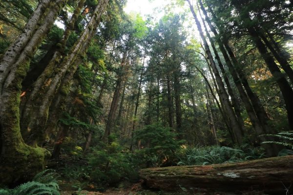 Summer Camp | BGC South Coast BC